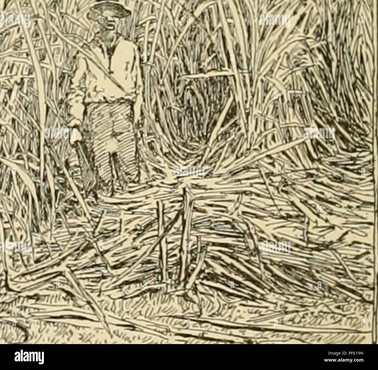 This entry from the *Cyclopedia of Farm Crops* provides a detailed ...