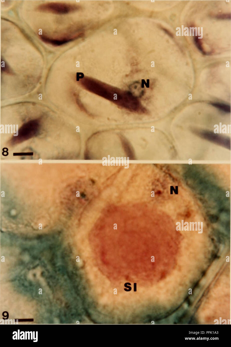 . Cytological methods for the detection, identification, and ...