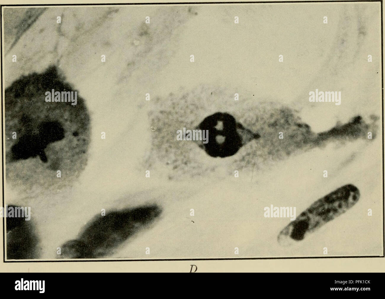 Cytochemistry hi-res stock photography and images - Alamy