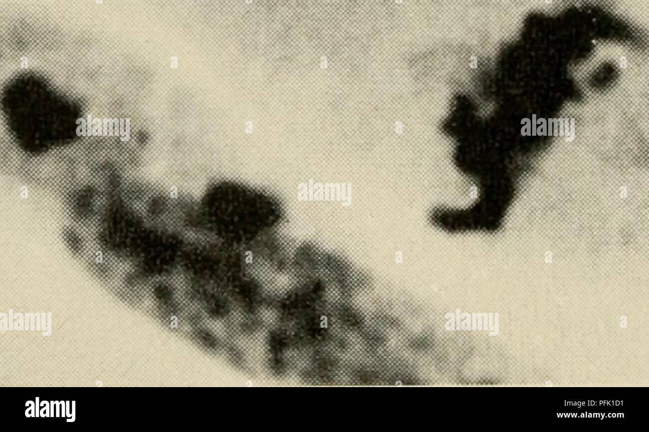 Histochemistry hi-res stock photography and images - Alamy