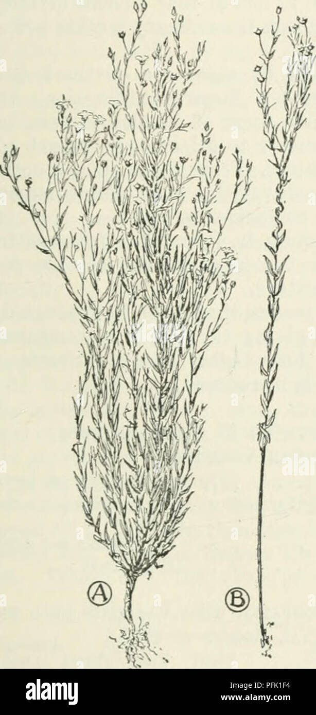 This reference book provides a comprehensive survey of various crops ...