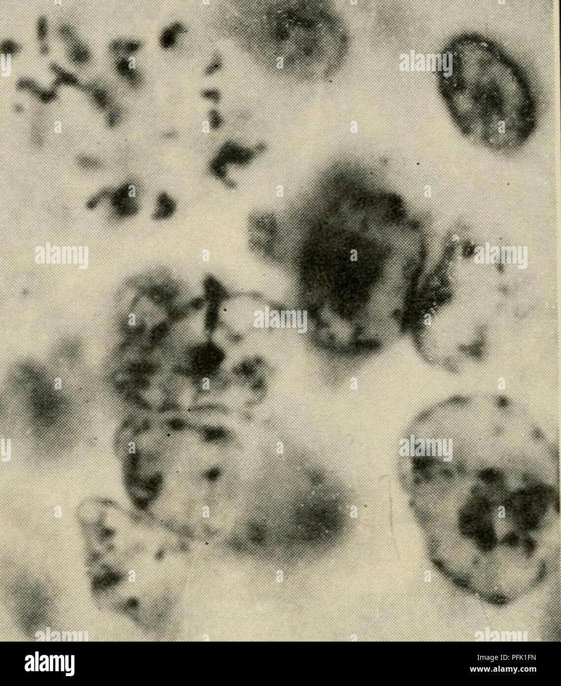 This work on cytochemistry focuses on laboratory exercises and ...