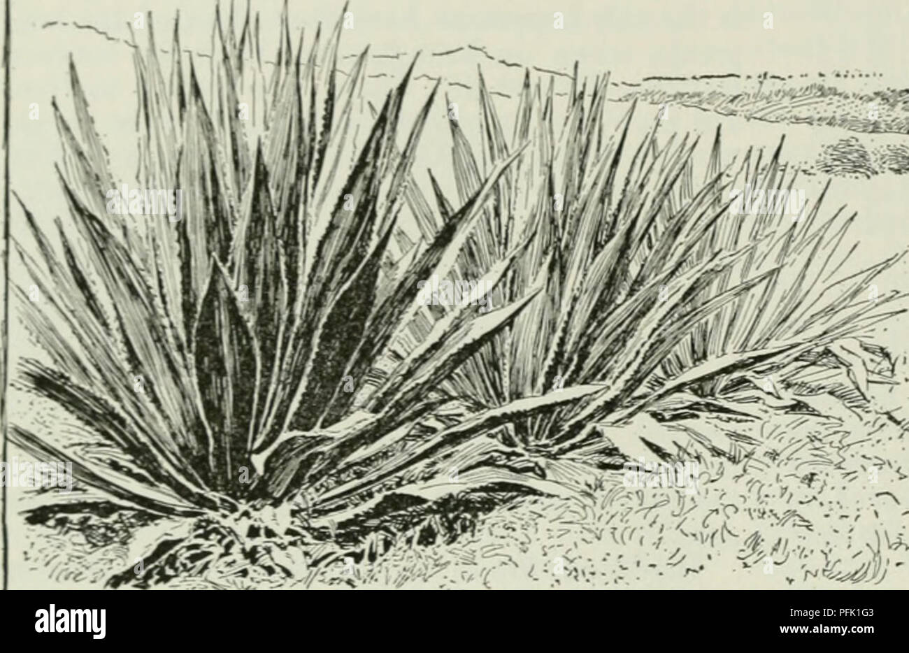 Maguey fiber hi-res stock photography and images - Alamy