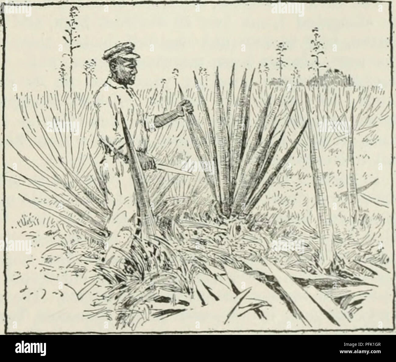 Abaca farm hi-res stock photography and images - Alamy