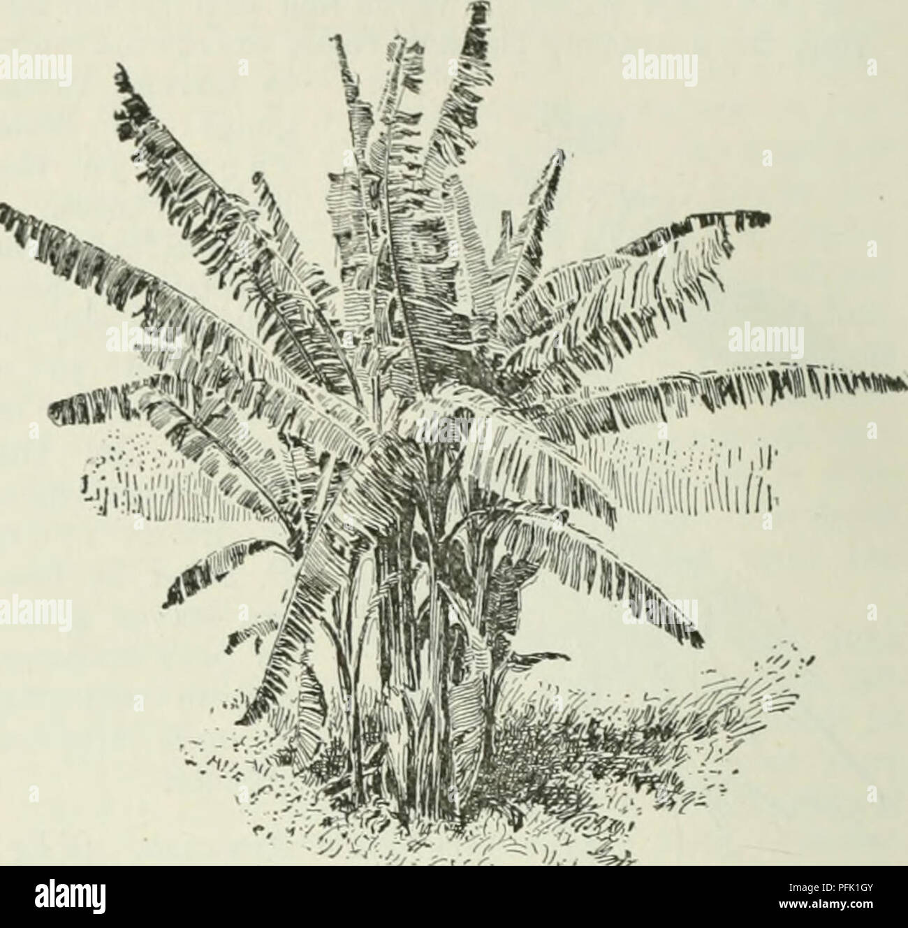 Abaca plant hi-res stock photography and images - Alamy