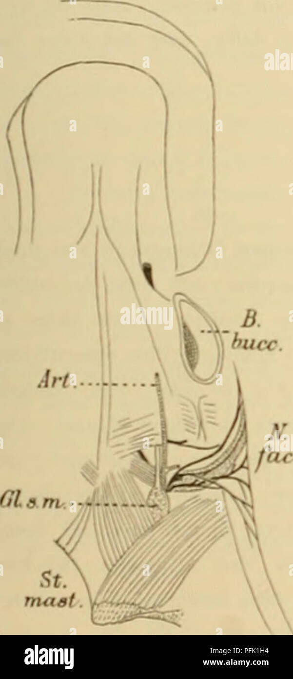 Lehnt sich an hi-res stock photography and images - Alamy