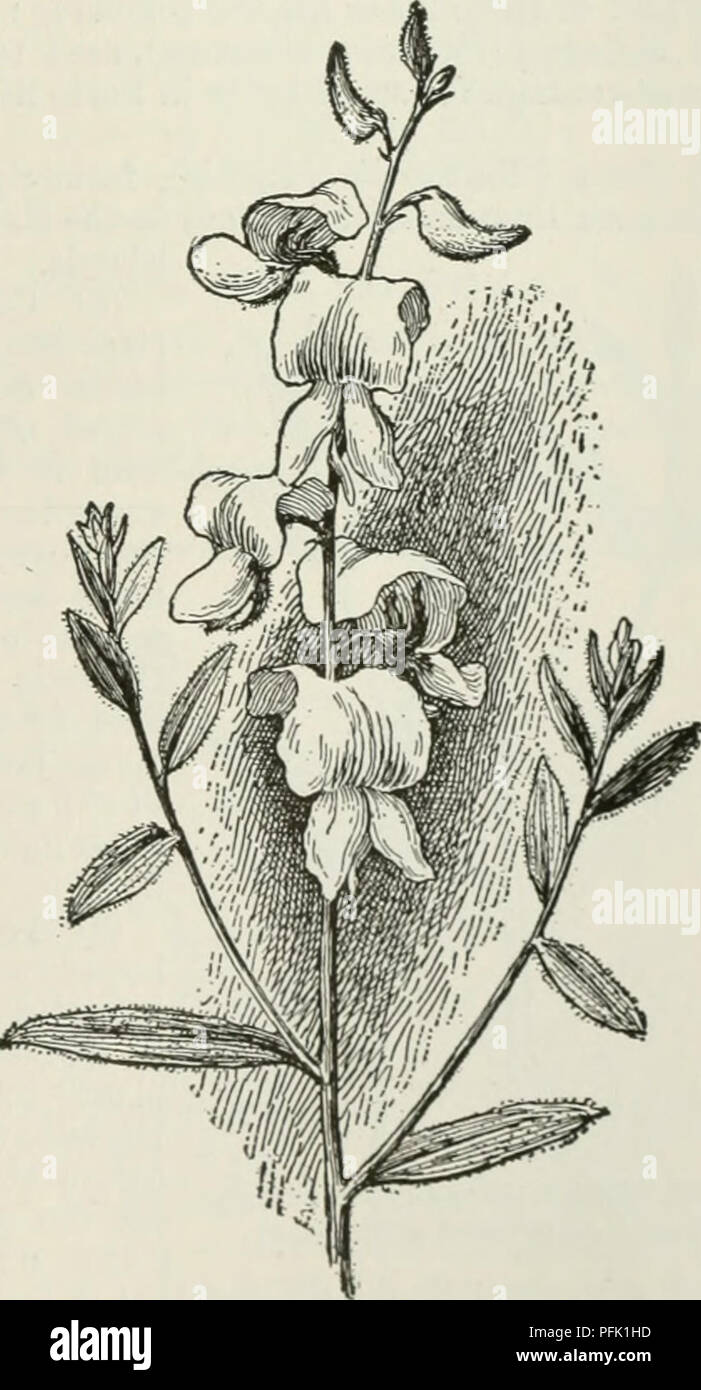 This cyclopedia provides an in-depth survey of farm crops in North America, detailing the ...