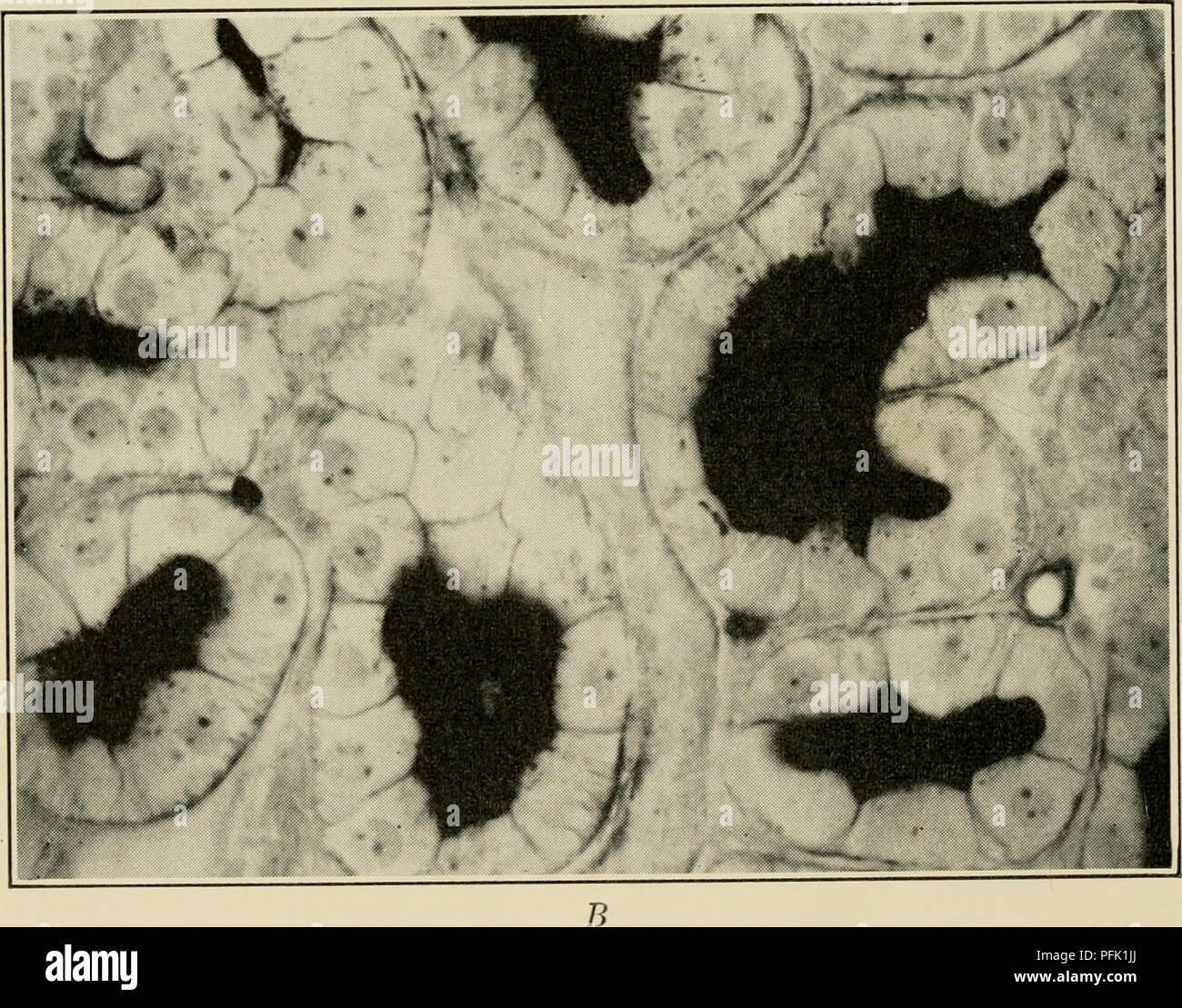 Cytochemistry hi-res stock photography and images - Alamy