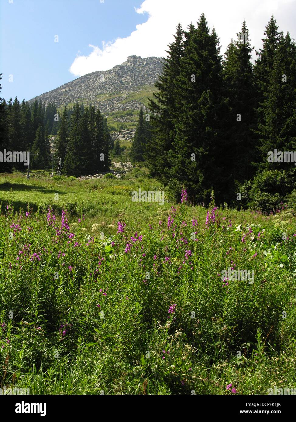 Bulgaria, Sofia, Mount Vitosha, wild flowers and lush landscape at ...