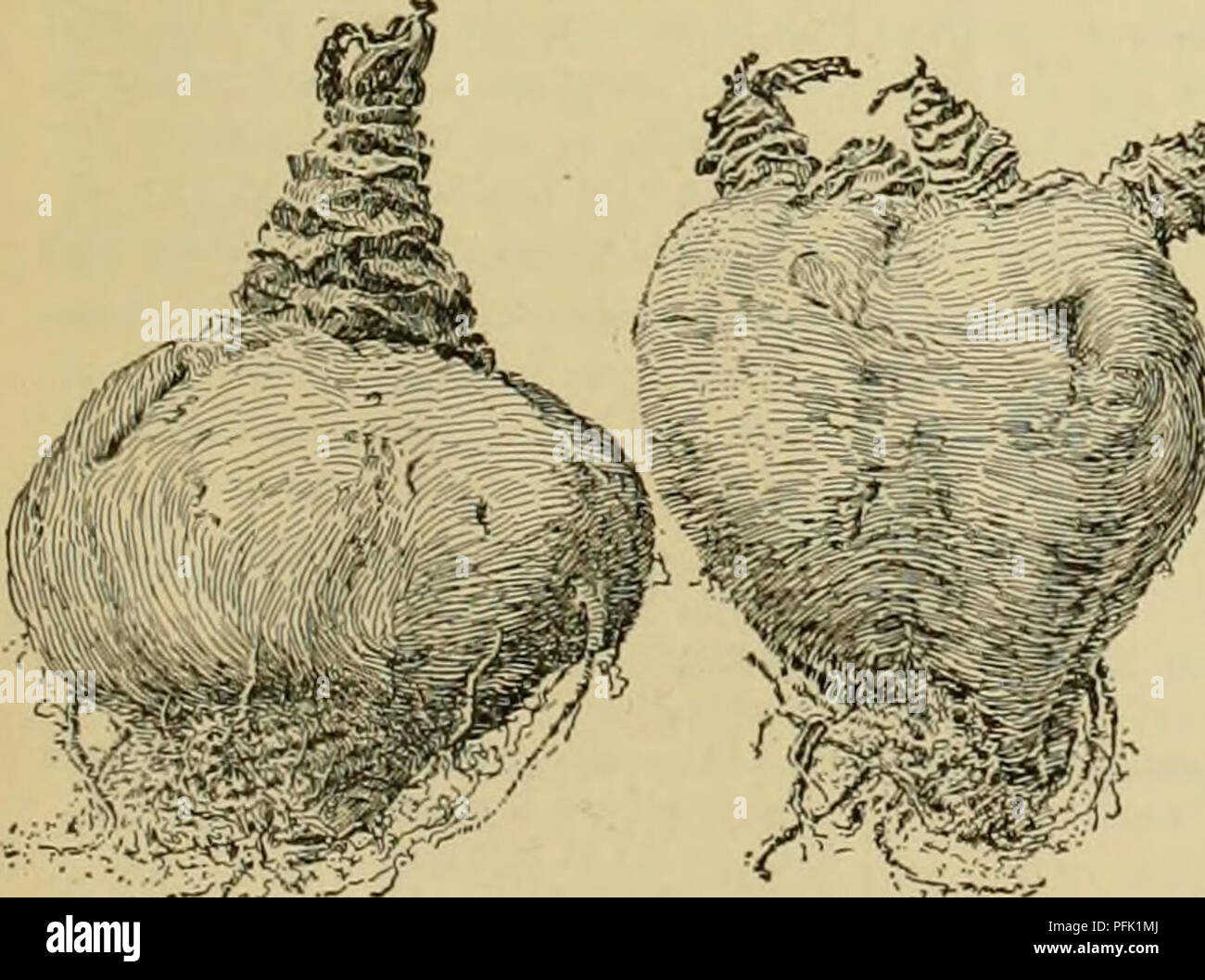 This image from the *Cyclopedia of Farm Crops* compares different ...