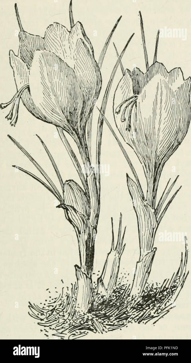 The chapter explains the process of dyeing fabrics with natural and ...