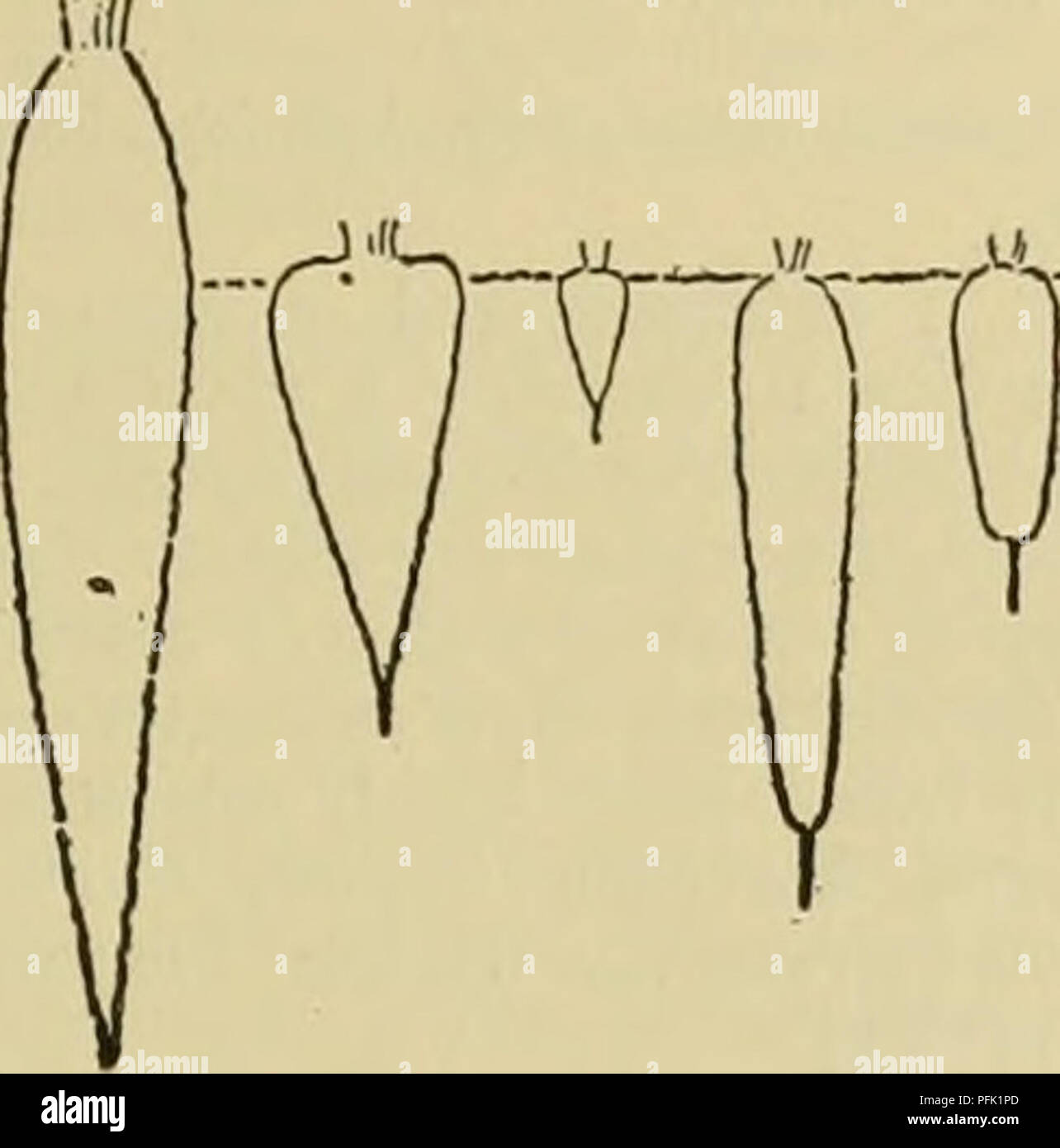 Cylindrical Root High Resolution Stock Photography and Images - Alamy