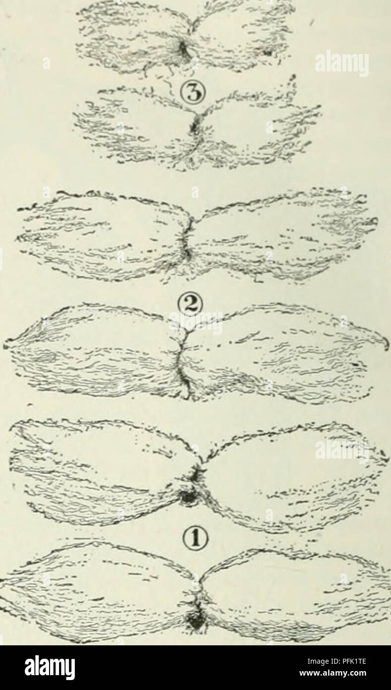 Long staple cotton hi-res stock photography and images - Alamy