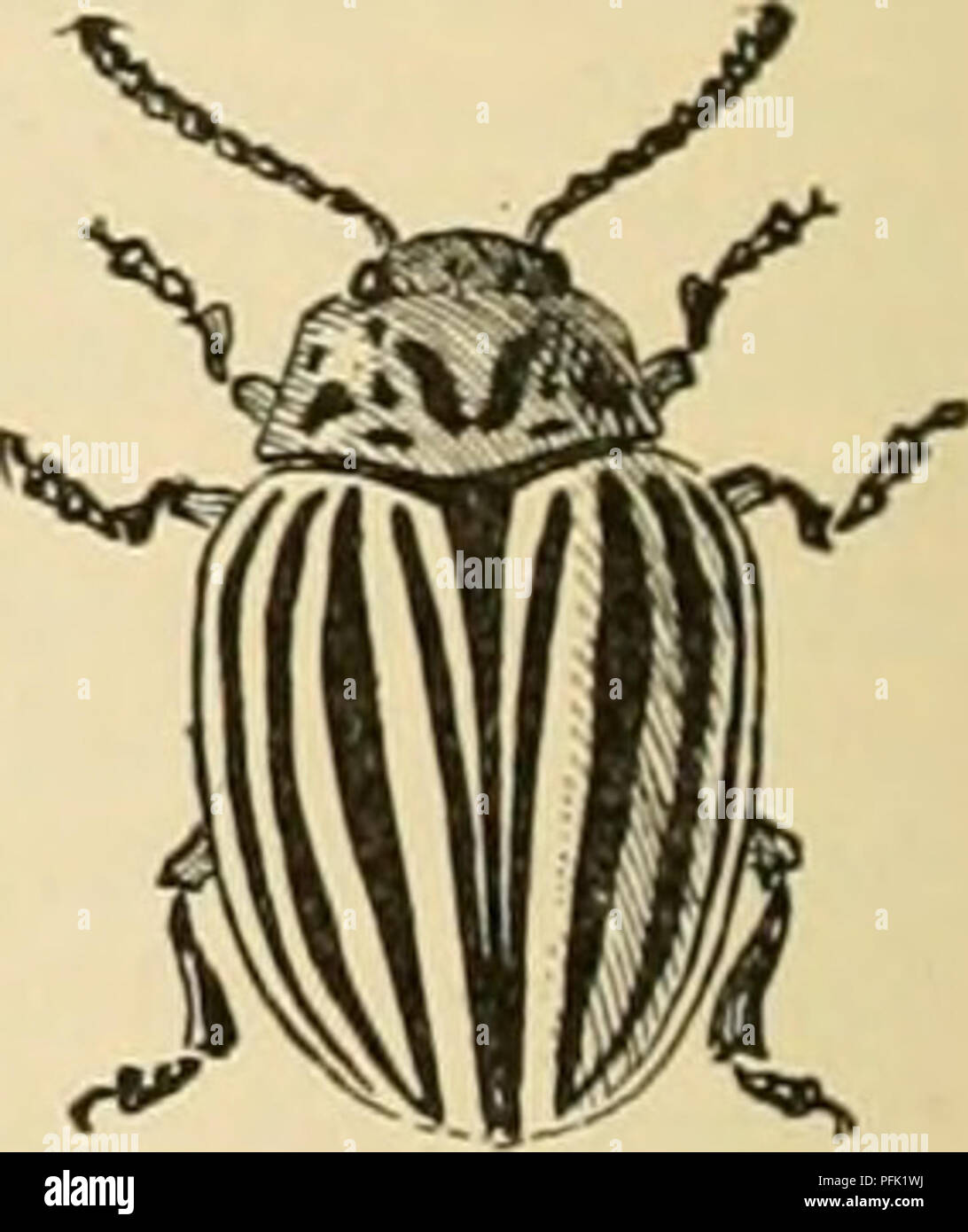 . Cyclopedia of farm crops. Farm produce; Agriculture. Fig. 752 ...