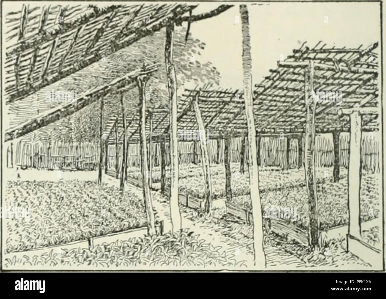 This illustration from the 'Cyclopedia of Farm Crops' demonstrates the ...