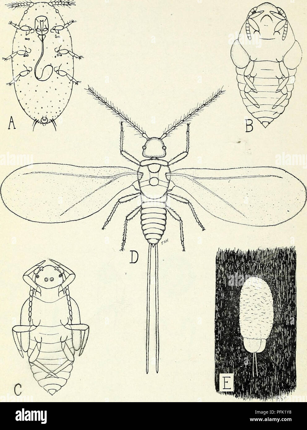 . Cypress bark scale. Cypress; Scale insects. Bui. 838, U. S. Dept. of ...
