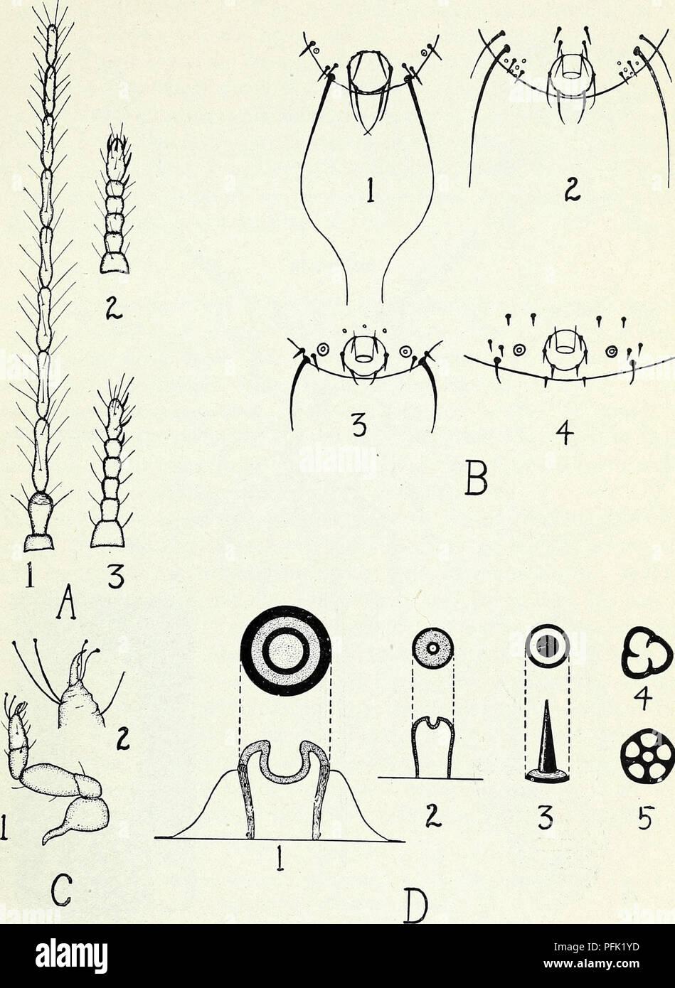 This image depicts detailed illustrations of the Cypress Bark Scale, an ...