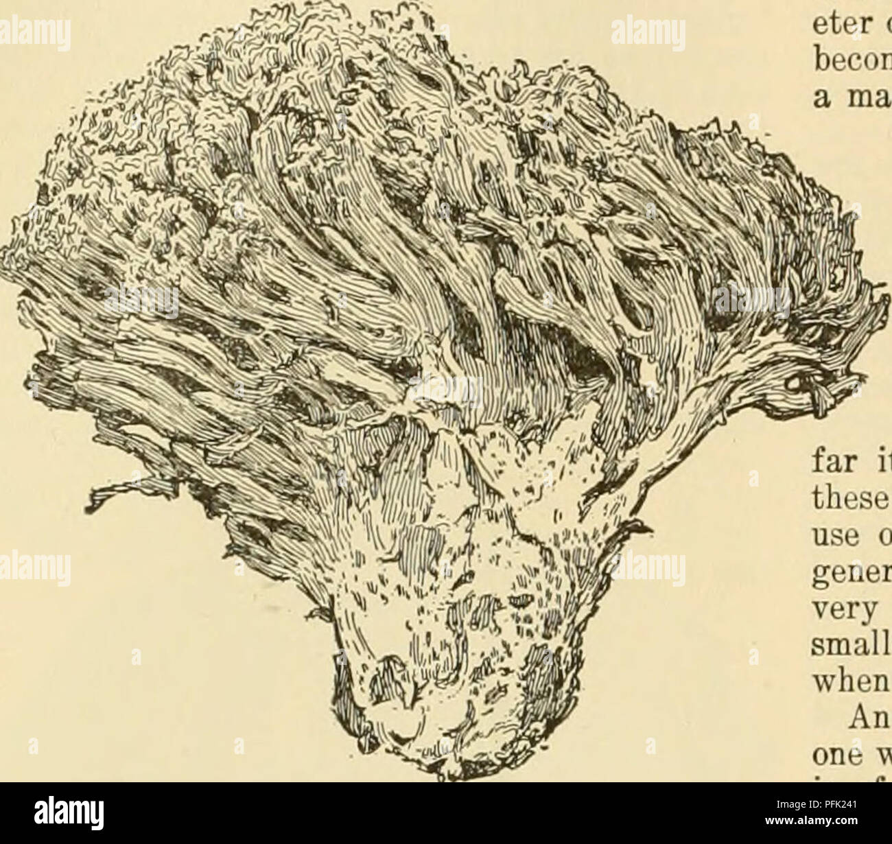 This reference work covers various farm crops, including edible ...