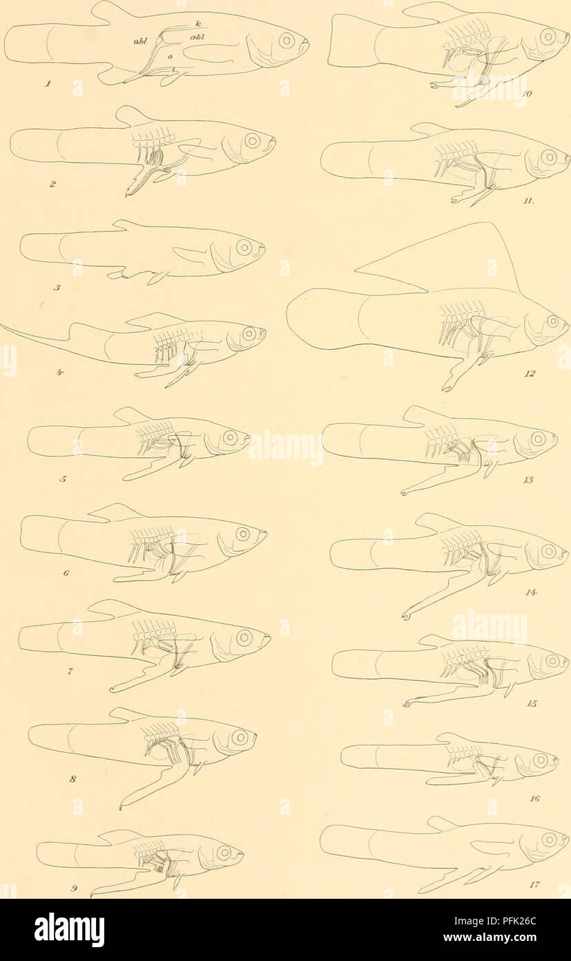 This study focuses on the Cyprinodontidae family of fish, also known as ...