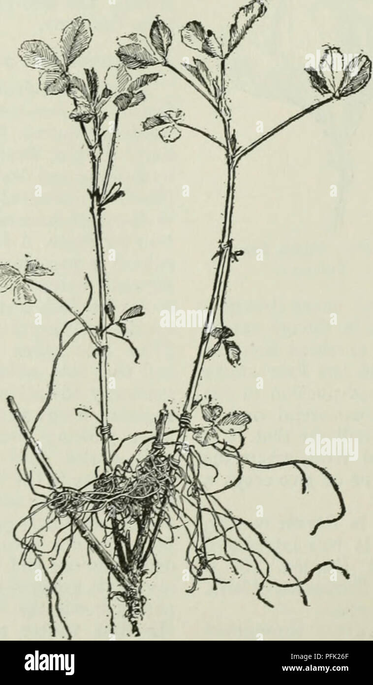 Dodder crop hi-res stock photography and images - Alamy