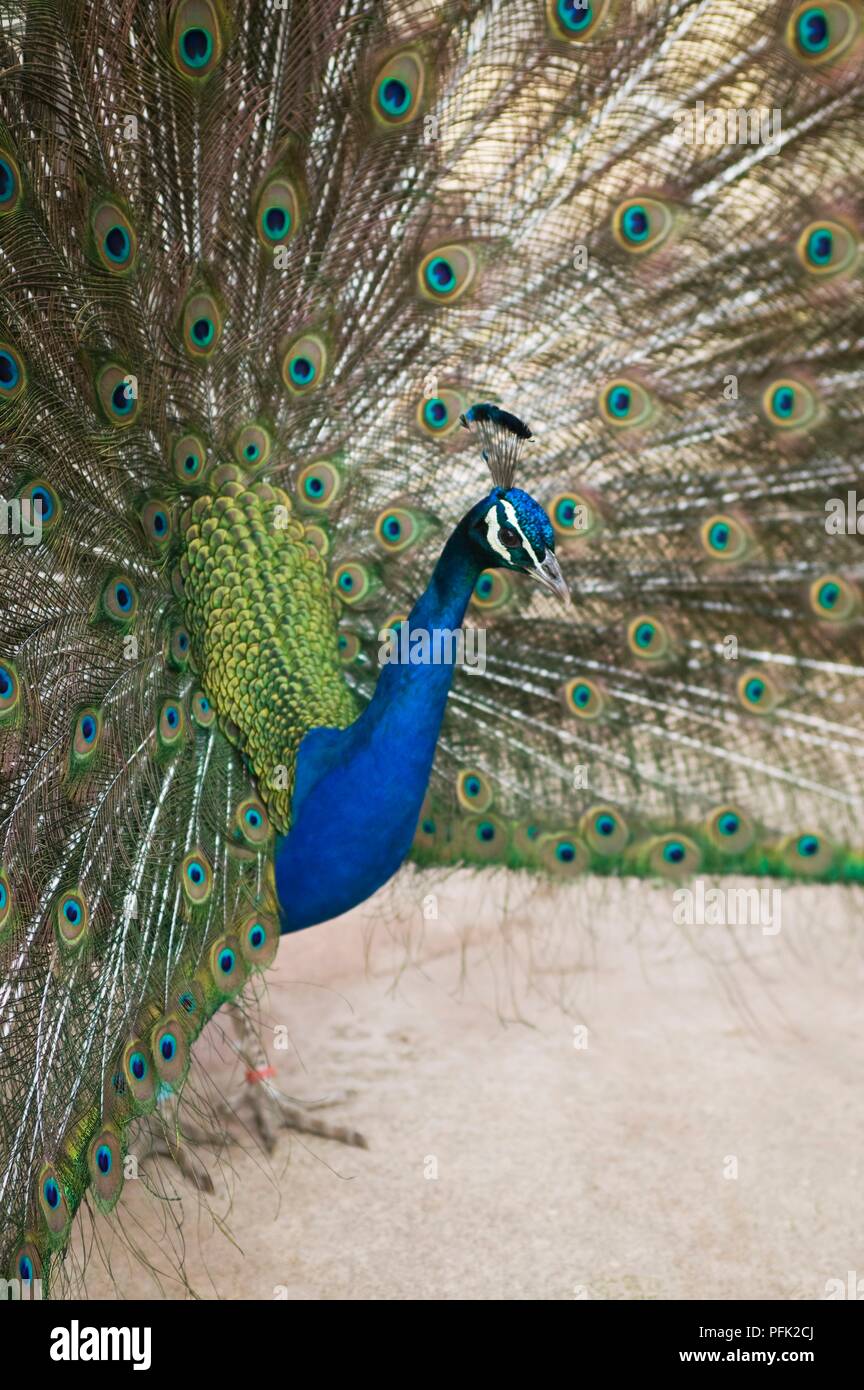 Great Britain, England, Cornwall, Newquay, Peacock (Pavo cristatus ...