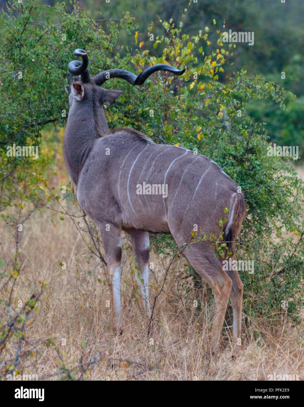 Great kudu images High Resolution Stock Photography and Images - Alamy