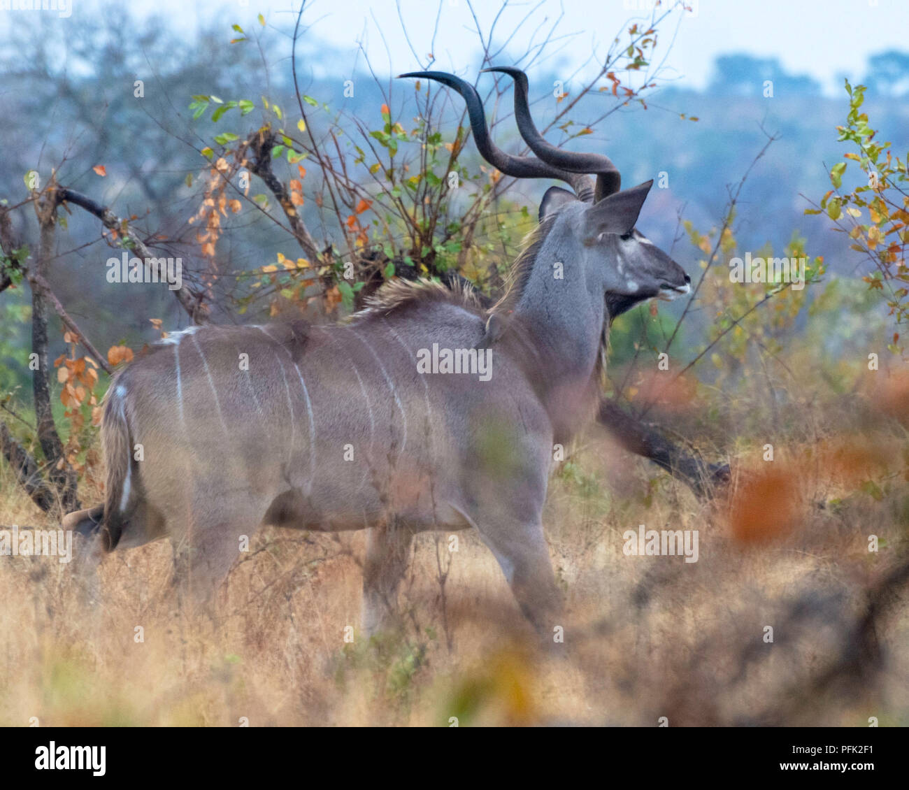 Great kudu images hi-res stock photography and images - Alamy
