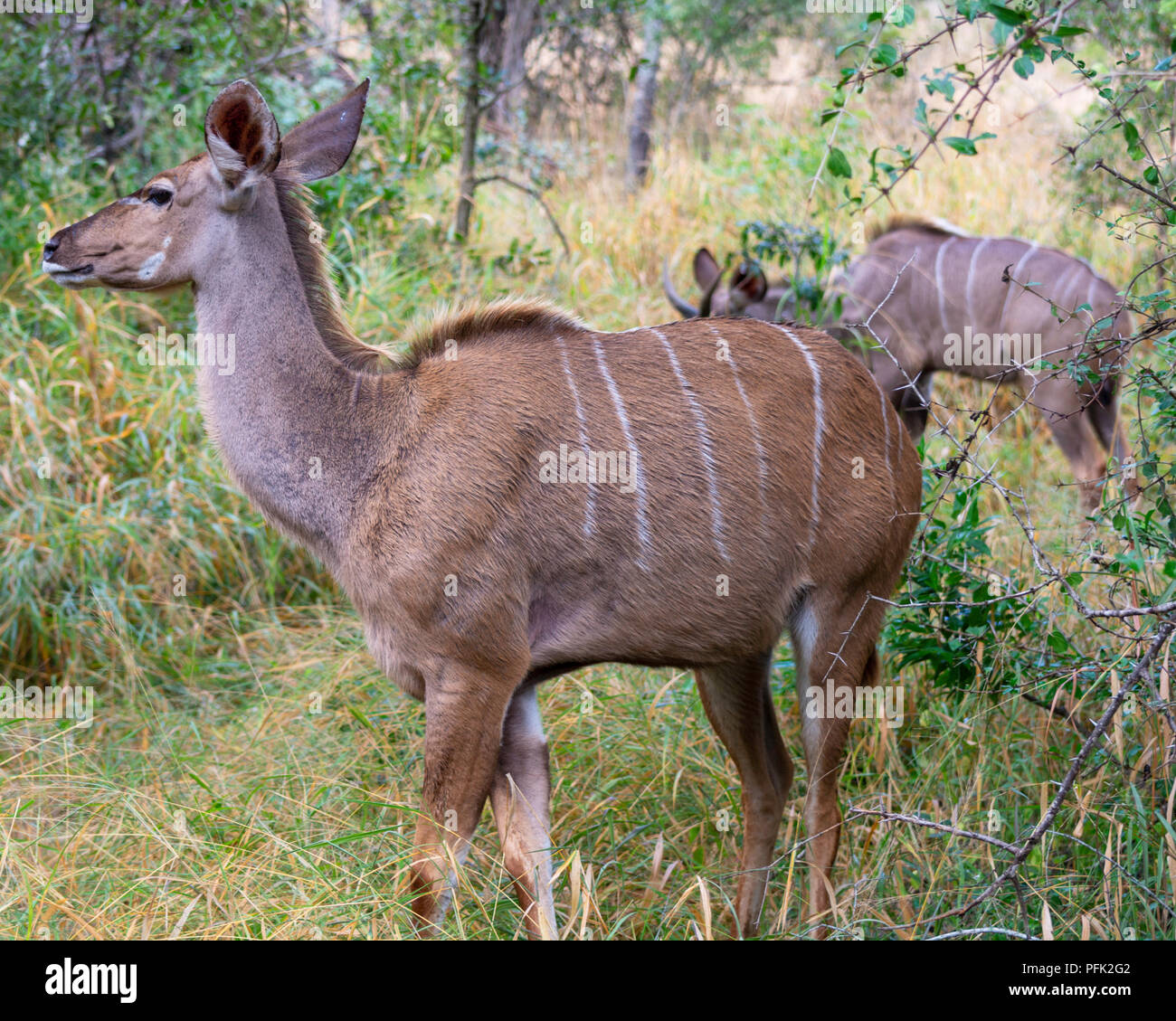 Great kudu images hi-res stock photography and images - Alamy