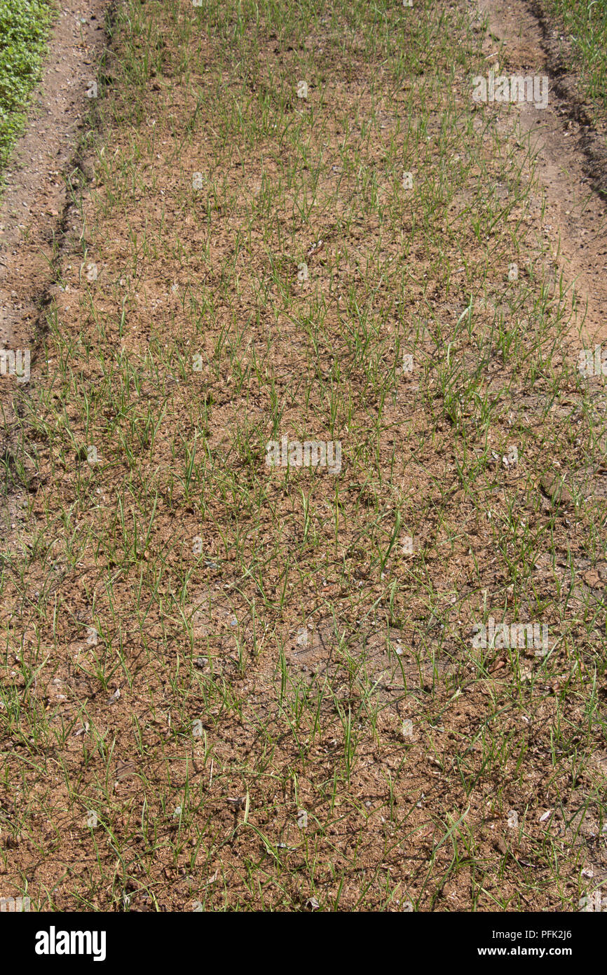Growing sprouted agricultural crops in spring field Stock Photo - Alamy