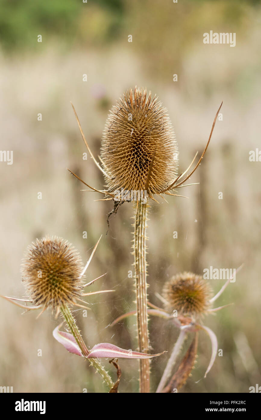 Dipasacus fullonum, Wild Teasel in late summer, Dorset, UK Stock Photo ...