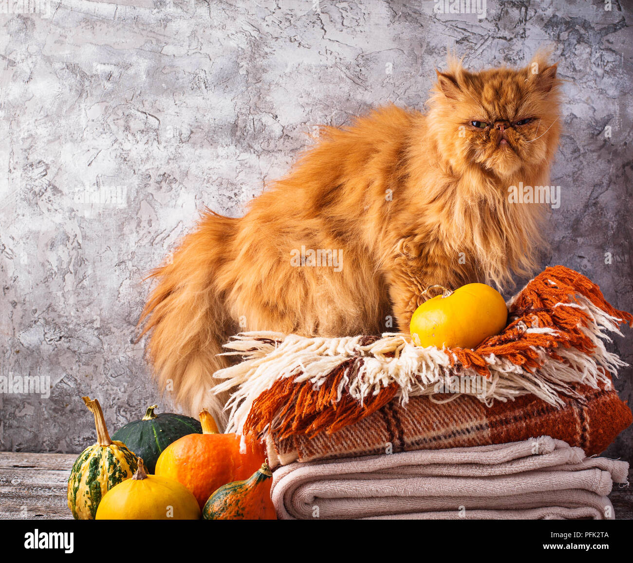 Beautiful small cat stands hi-res stock photography and images - Alamy