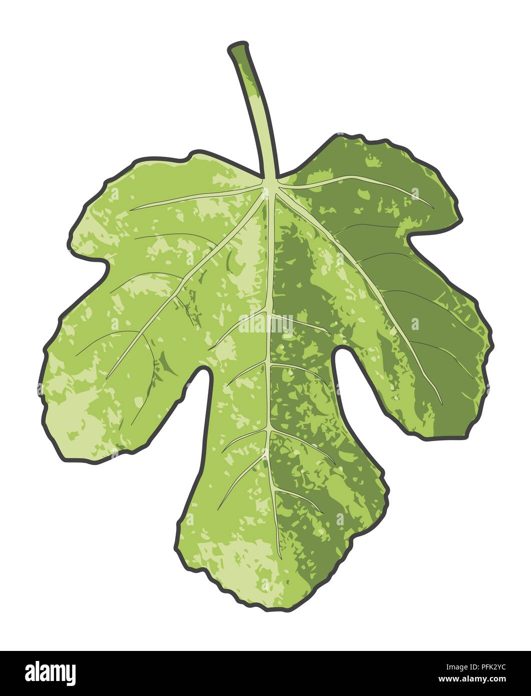 Digital composite of three-lobed fig leaf Stock Photo - Alamy