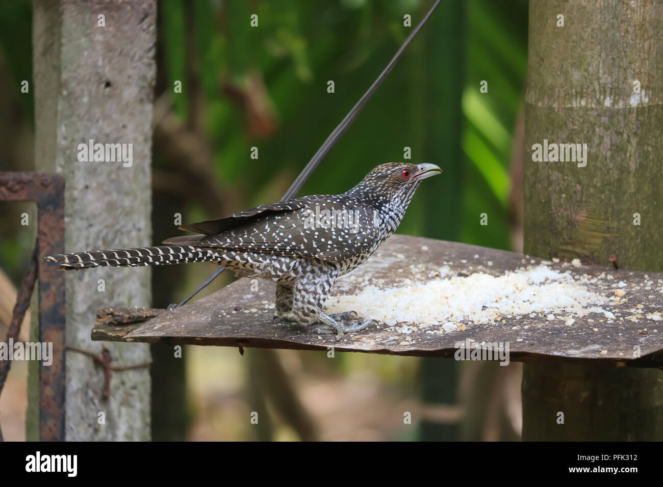 Koel bird hi-res stock photography and images - Alamy