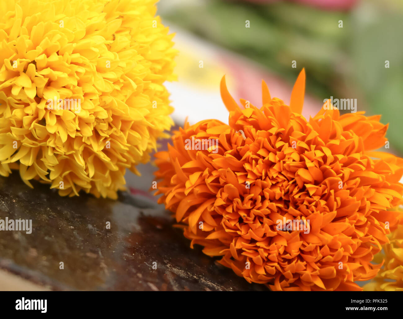 Perennial tagetes hi-res stock photography and images - Alamy