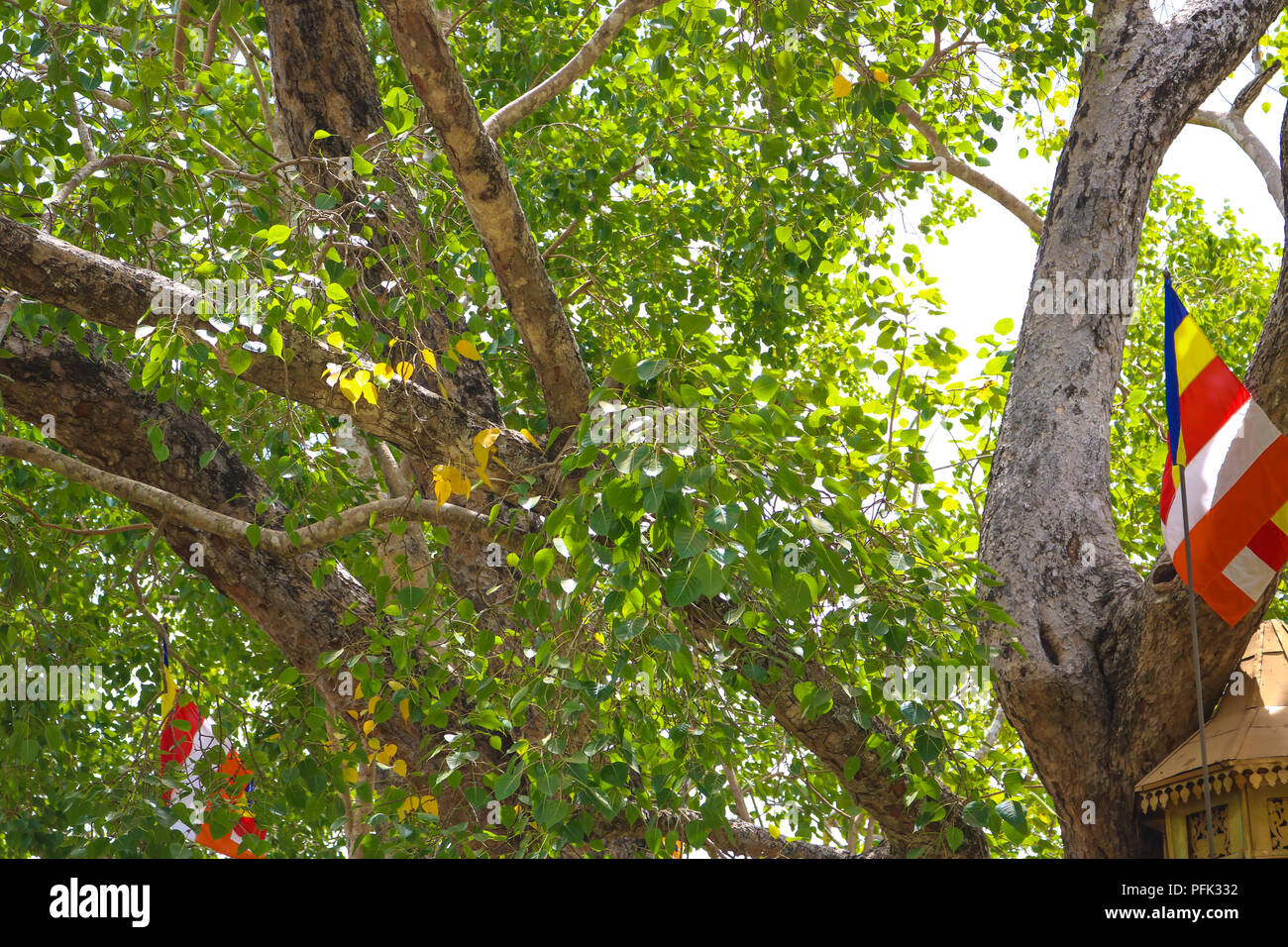 Jaya sri maha bodhi hi-res stock photography and images - Alamy