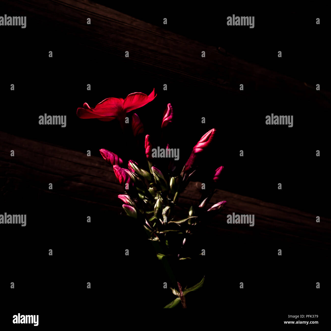 Dramatic Isolated Flower Stock Photo - Alamy