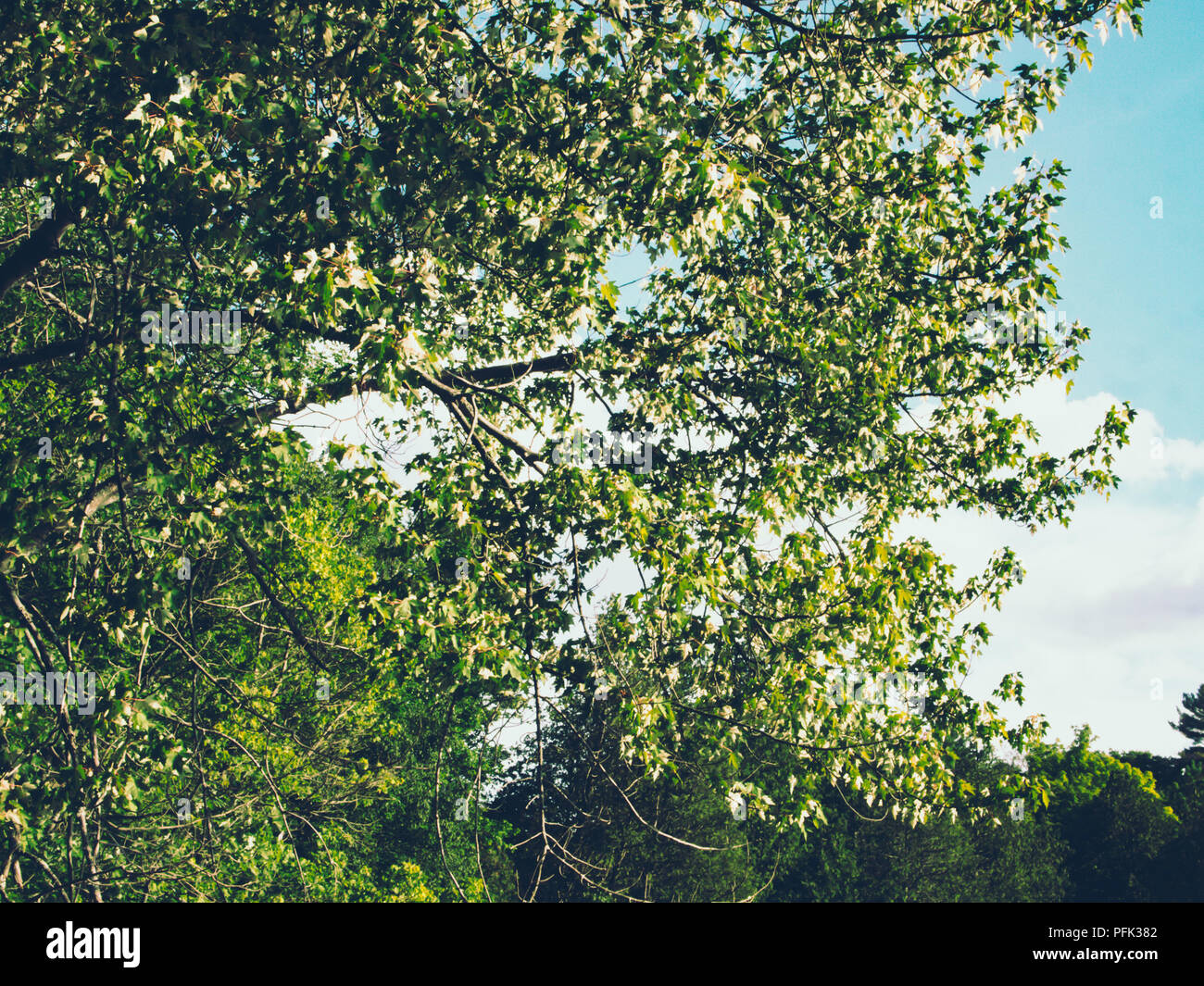 Tree Branches on Sky Backdrop Stock Photo - Alamy
