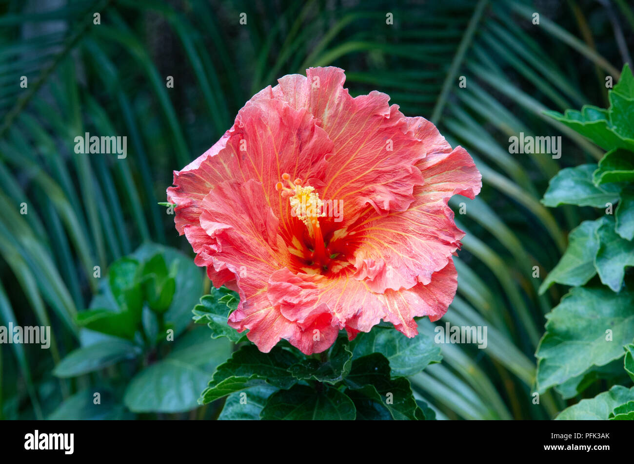 Native Red Hibiscus High Resolution Stock Photography and Images - Alamy