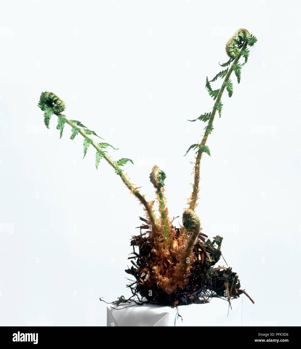 Developing male fern plant, fronds growing Stock Photo - Alamy