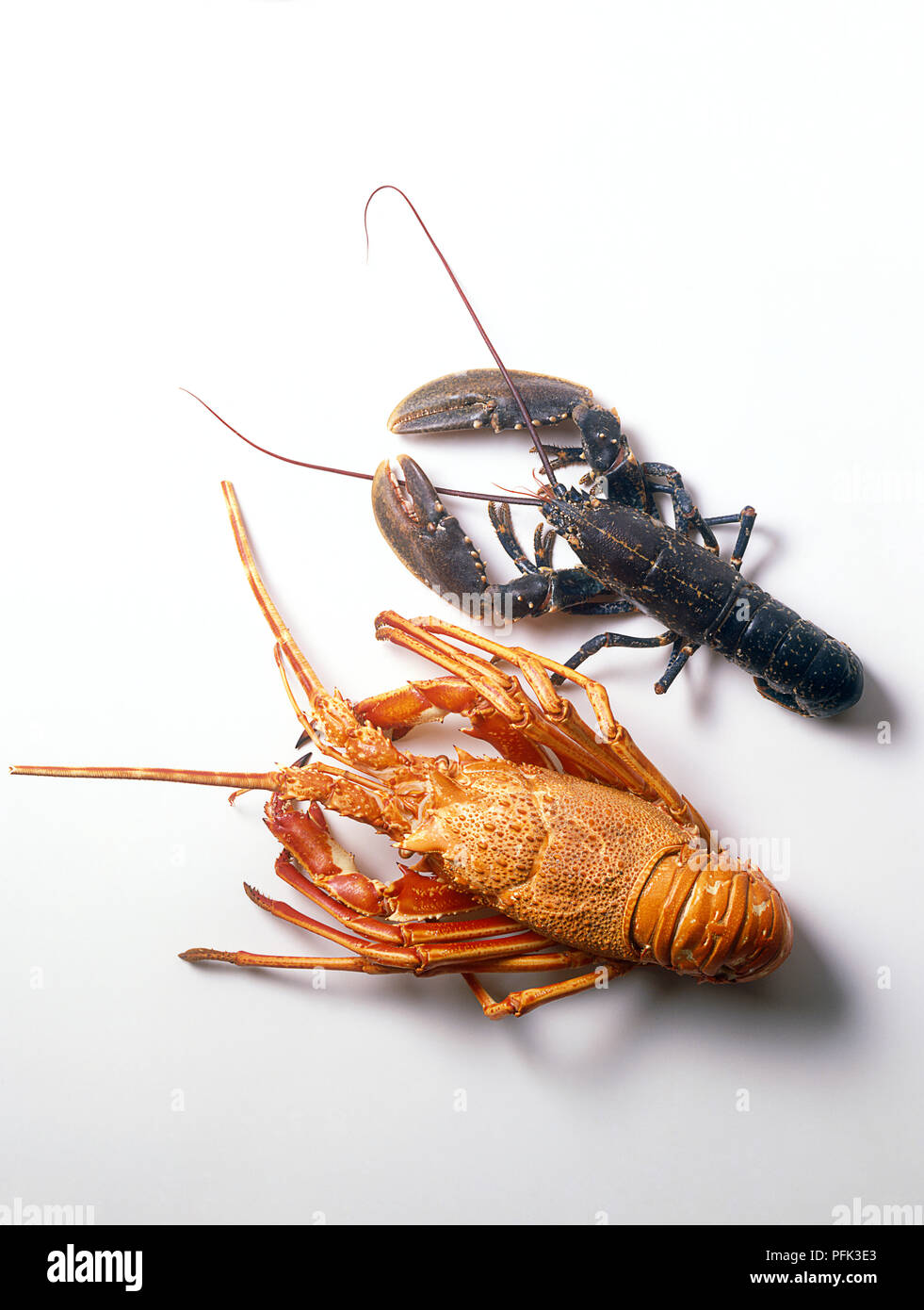 Palinuridae hi-res stock photography and images - Alamy