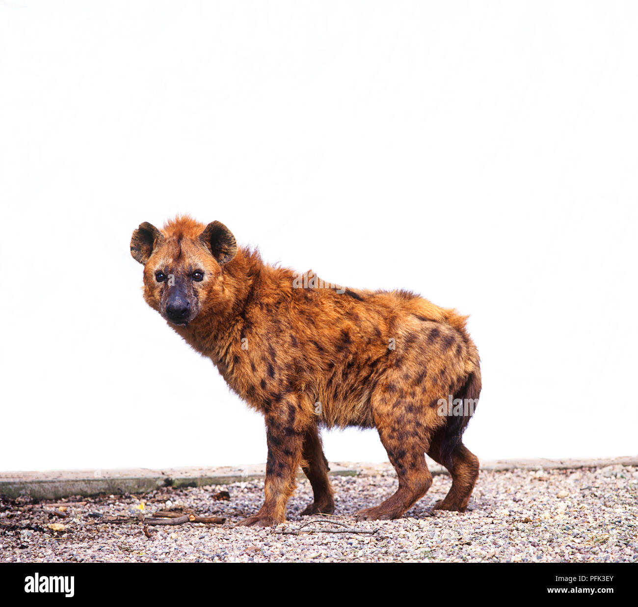 Spotted hyena (Crocuta crocuta), side view Stock Photo - Alamy