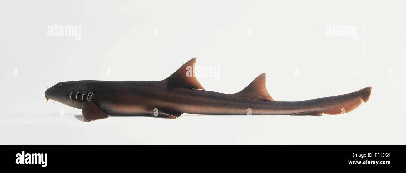 Nurse shark (Ginglymostoma cirratum), side view Stock Photo - Alamy