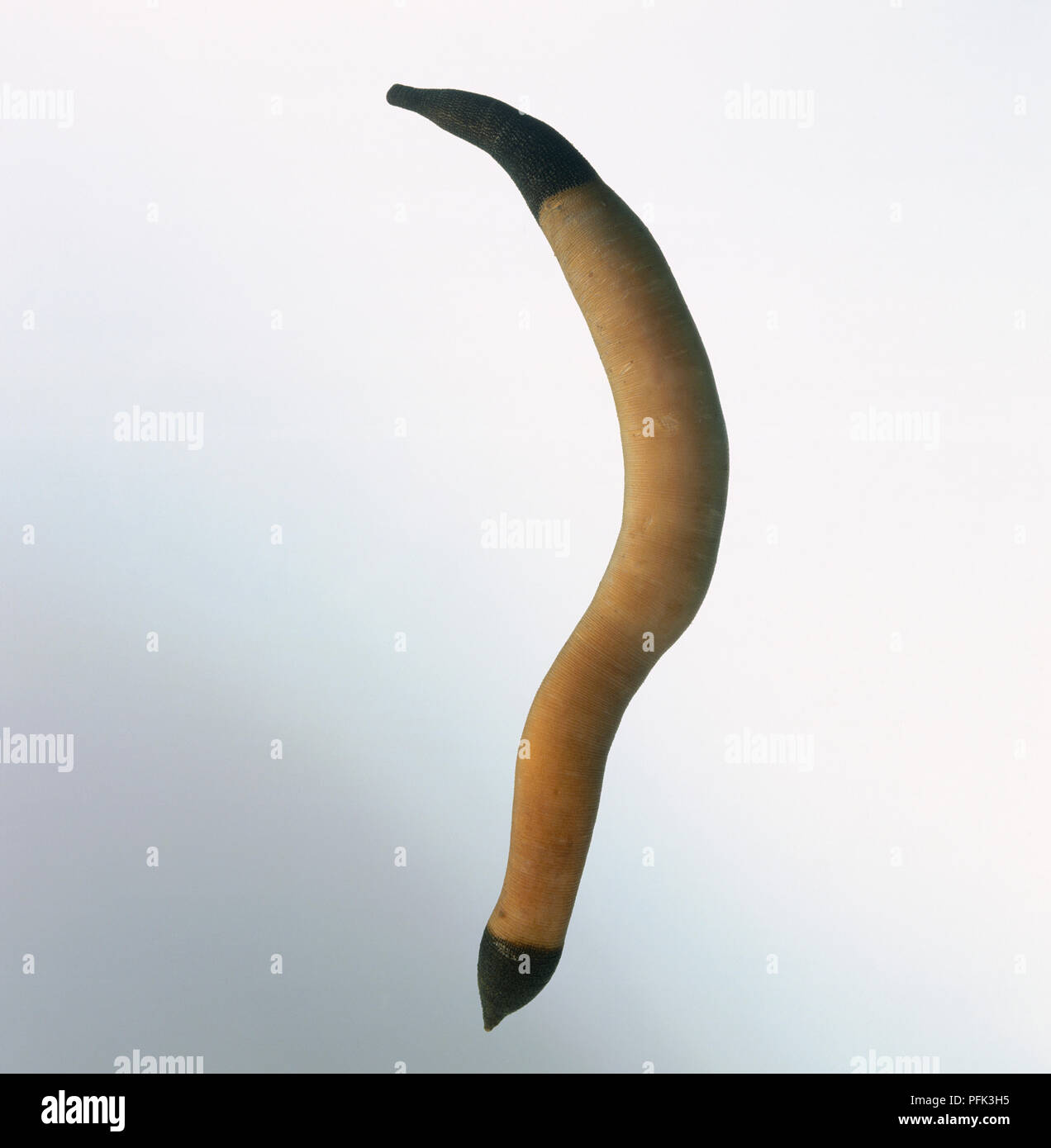 Peanut worm hi-res stock photography and images - Alamy