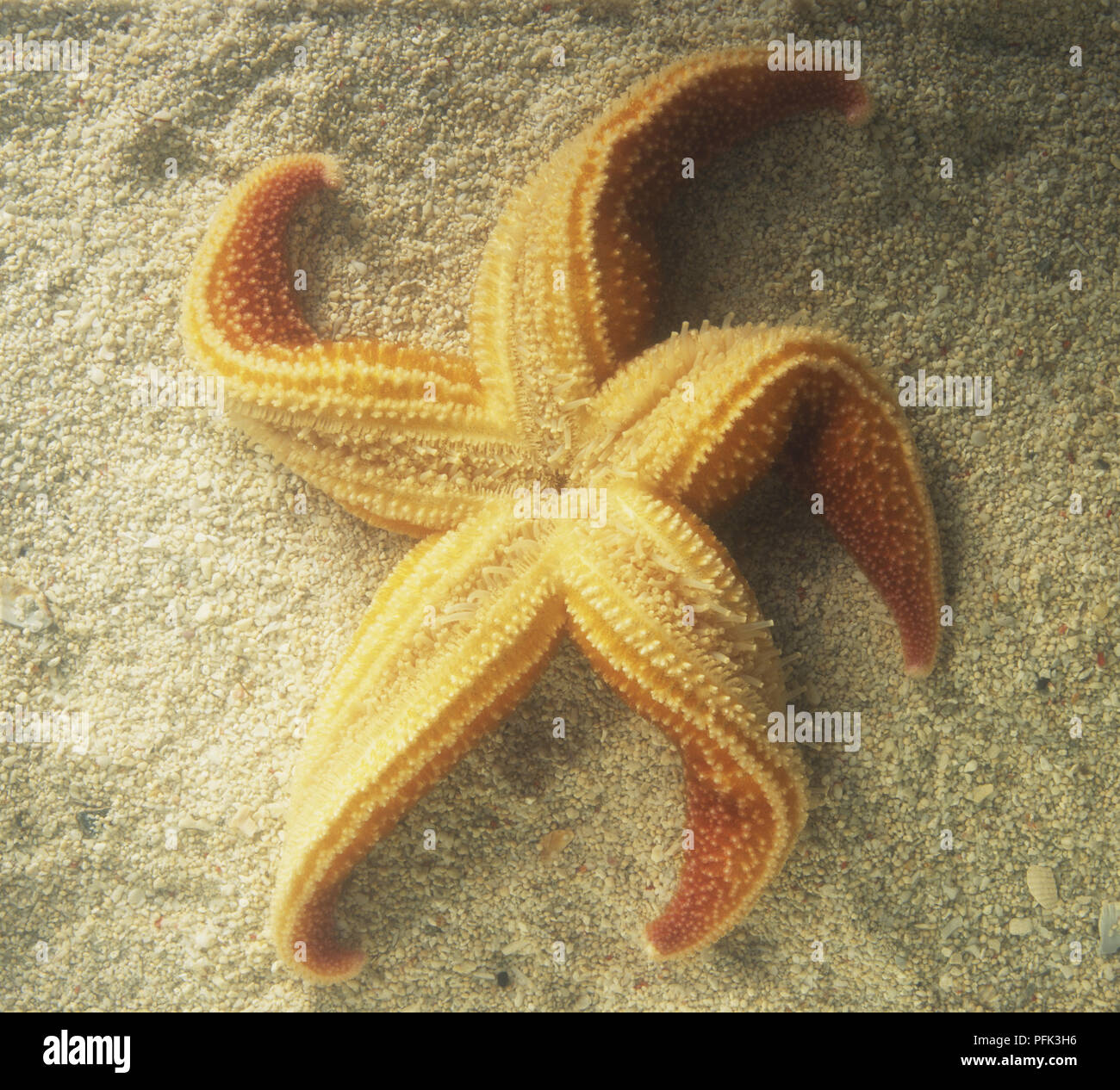 Starfish (Asteroidea) on its back Stock Photo - Alamy