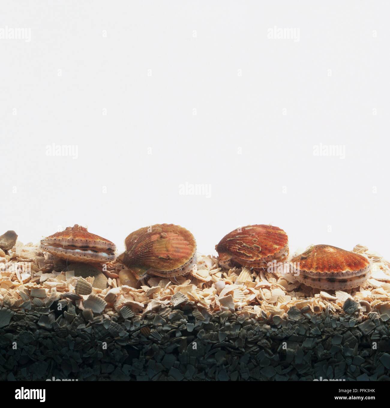 Queen scallops (Aequipecten opercularis) on sea floor Stock Photo - Alamy