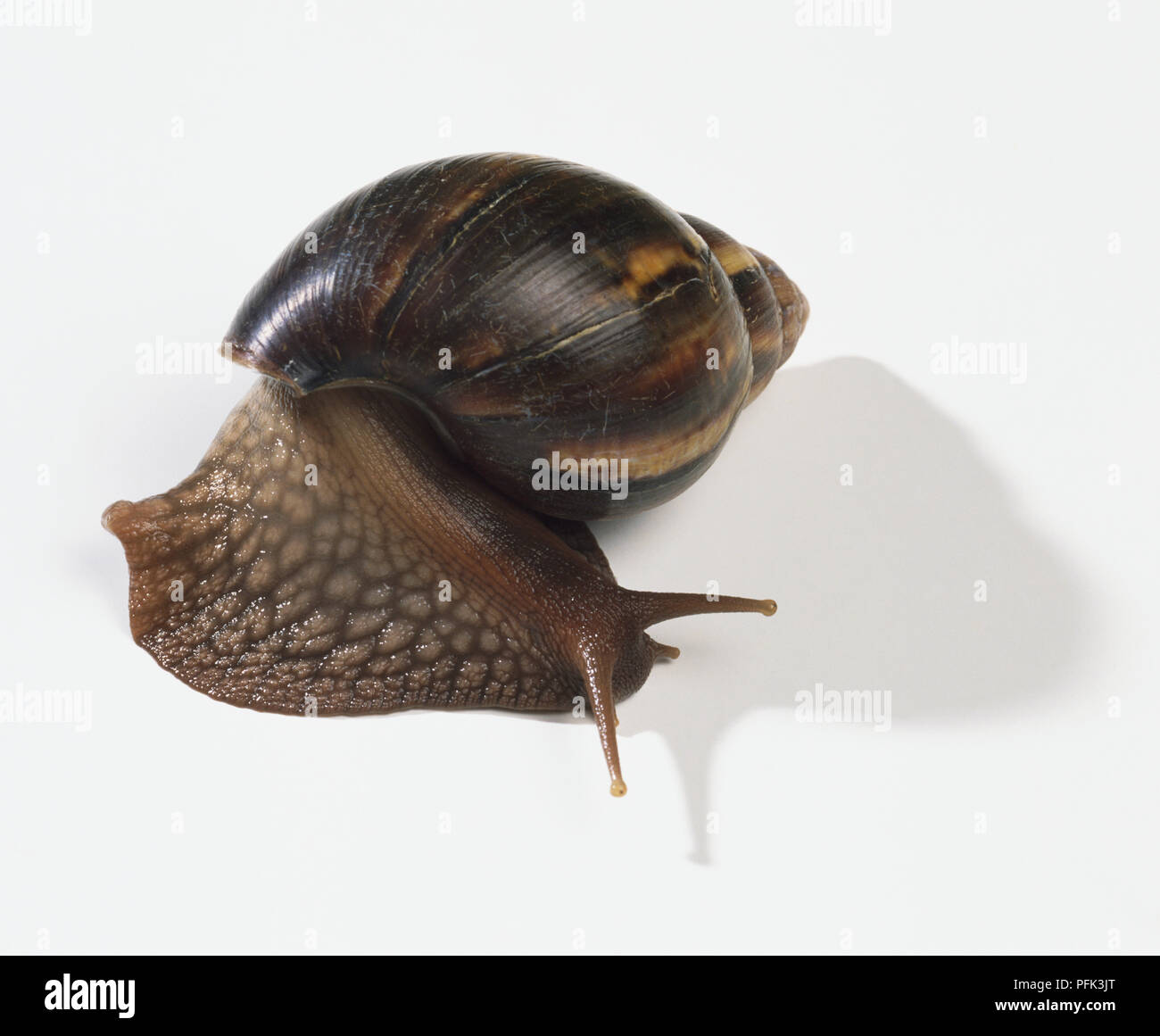 Giant african land snails hi-res stock photography and images - Alamy