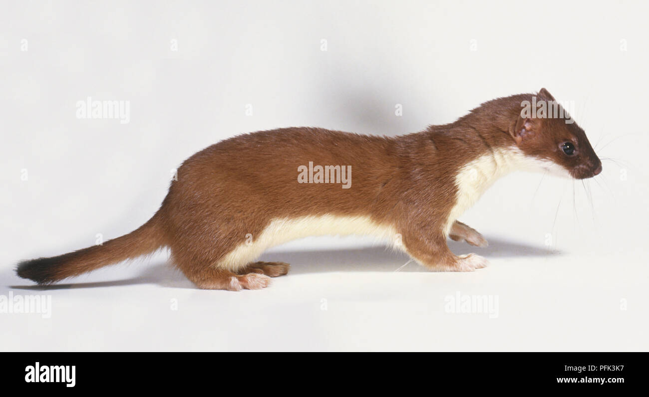 Weasel Family Stock Photos & Weasel Family Stock Images - Alamy