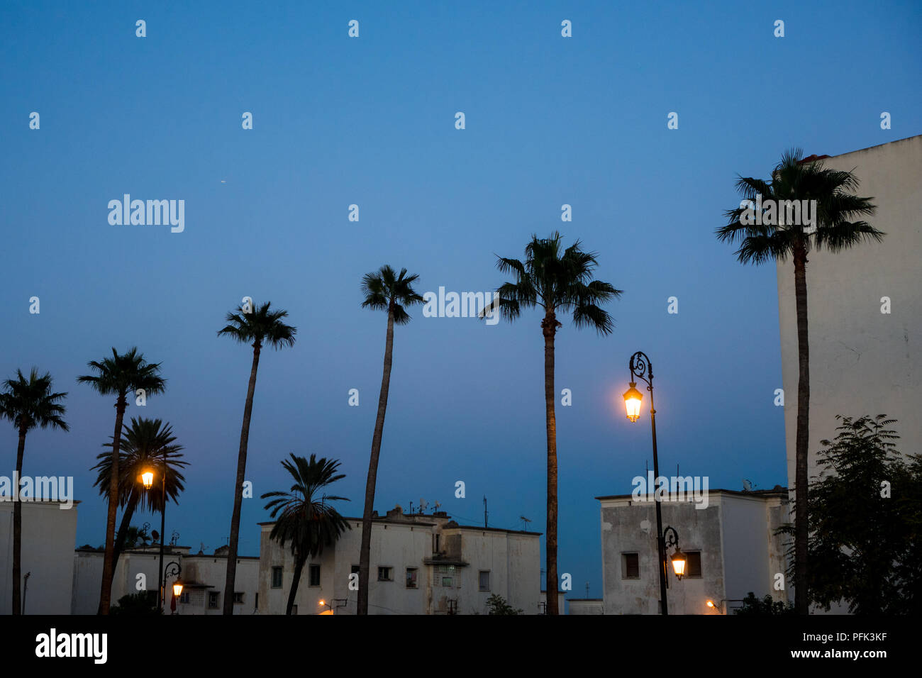 Palm trees during blue hour in Fez in Morocco Stock Photo - Alamy