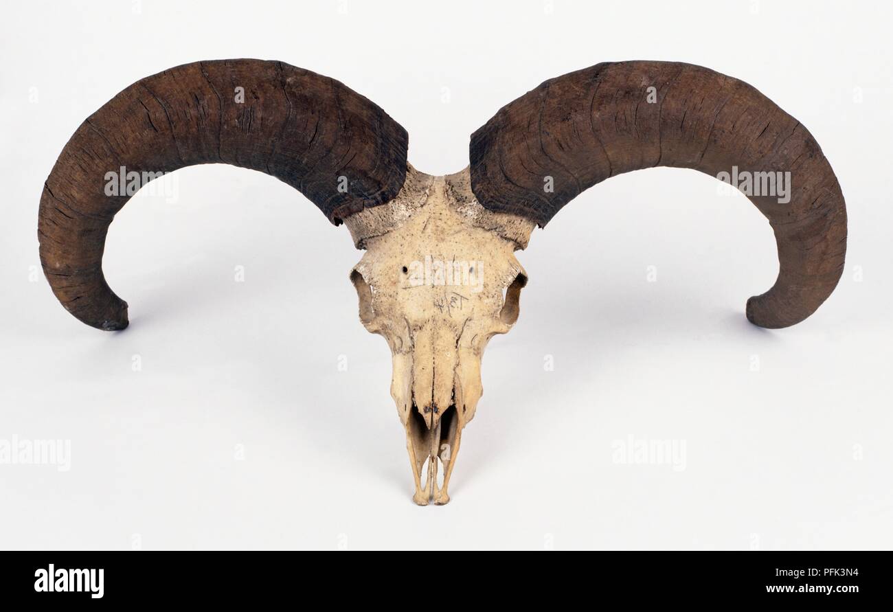 Skull of Bharal or Blue sheep (Pseudois nayaur Stock Photo - Alamy