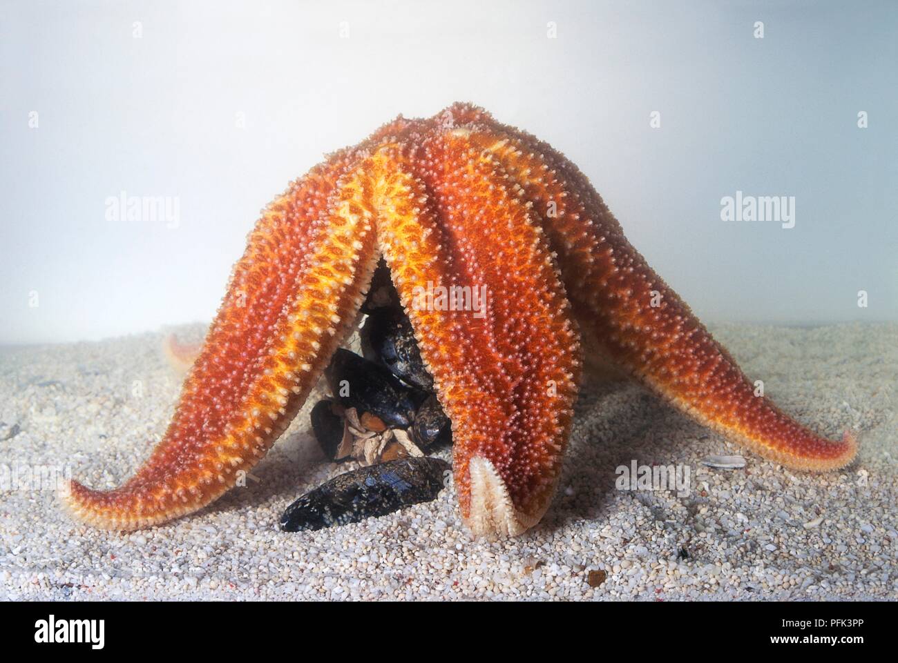 Mussel feeding underwater hi-res stock photography and images - Alamy
